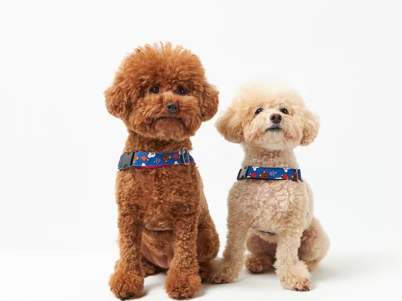 WooZoo／ウーズー イージーハーネスS~Lサイズ小型犬を仕入れる | ECモールに無い商品の仕入れならorosy（オロシー）