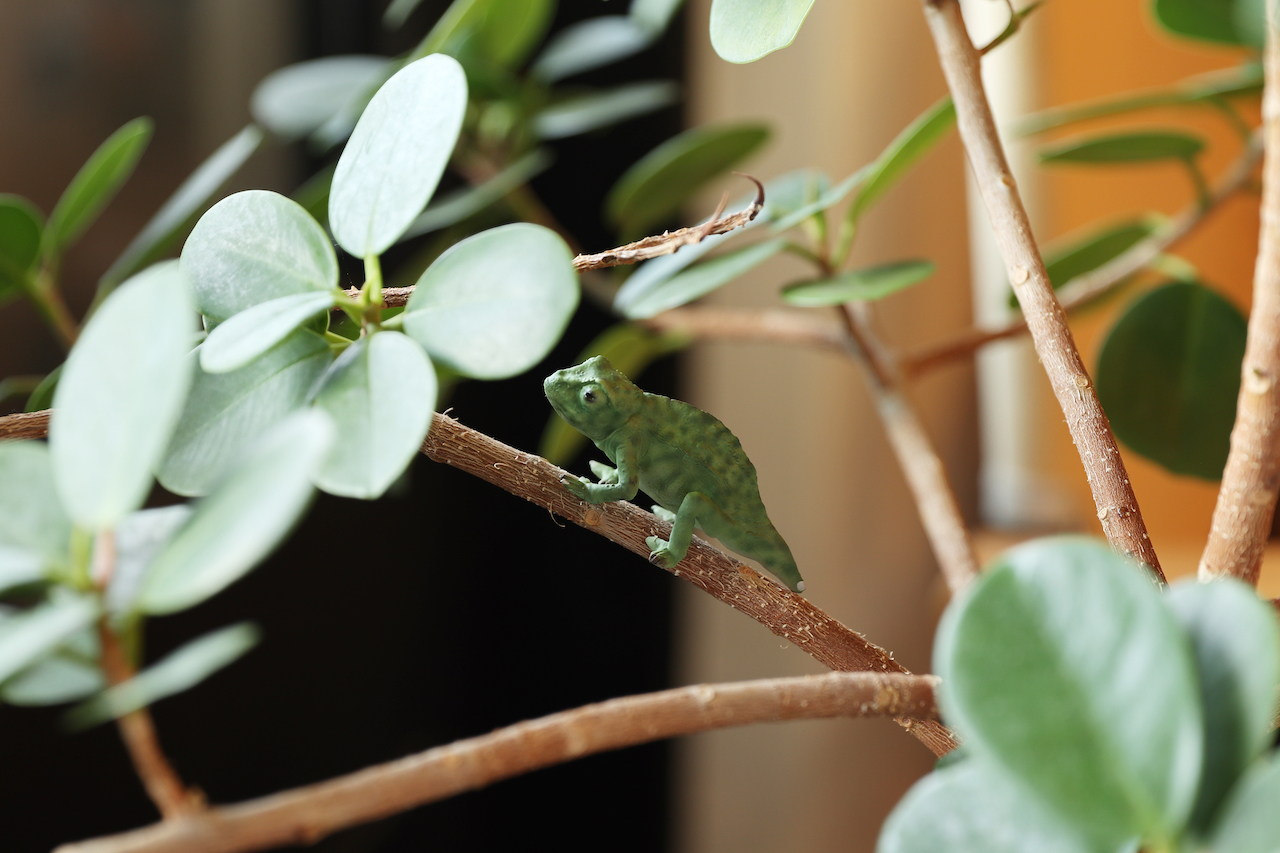 REPTILES MAG LEAF CHAMELEONを仕入れる | ECモールに無い商品の仕入れならorosy（オロシー）
