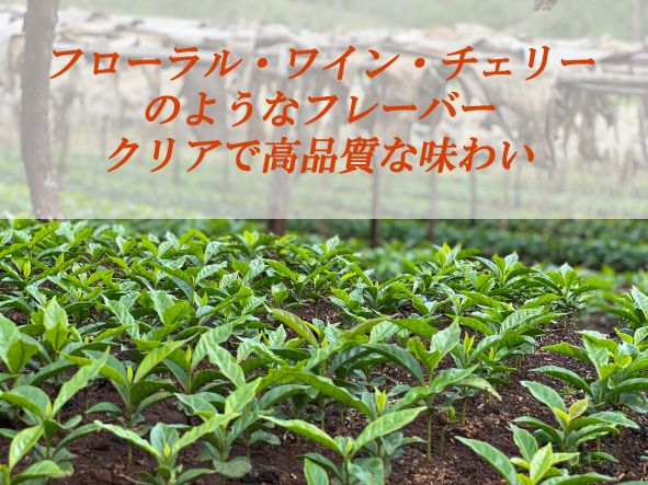 エチオピア グジ G1 シャキソ ナチュラル 【1kg】を仕入れる | ECモールに無い商品の仕入れならorosy（オロシー）