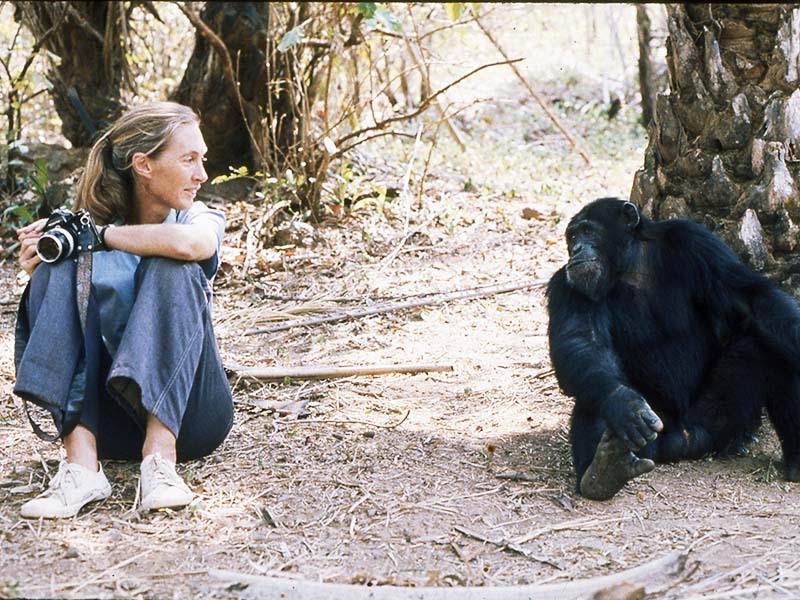 タンザニア キゴマ チンパンジーコーヒー 100gを仕入れる | ECモールに無い商品の仕入れならorosy（オロシー）